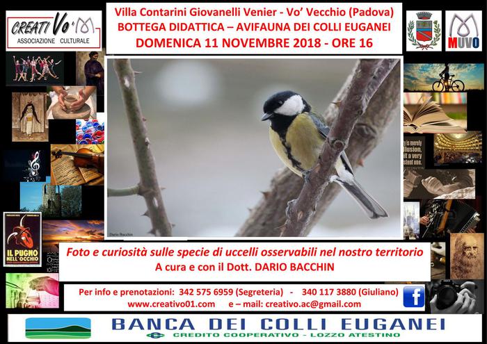 Bottega Didattica – Avifauna dei Colli Euganei :: Creativo01